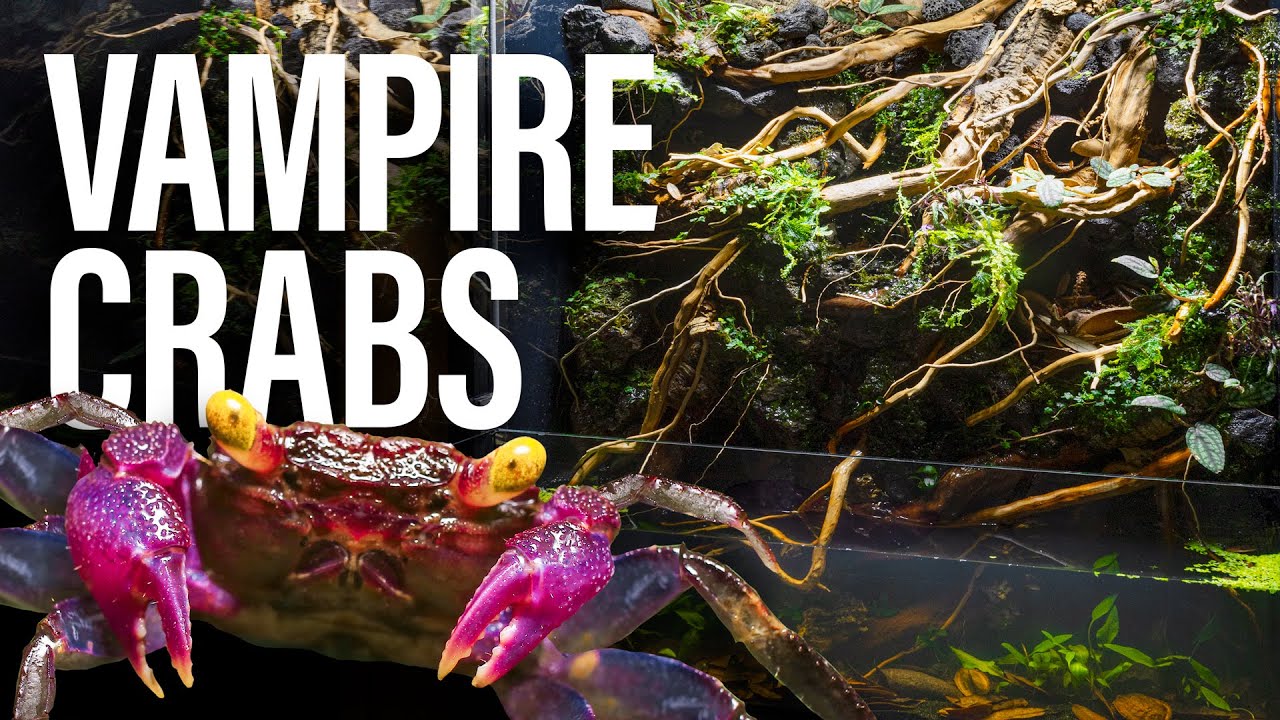 My Vampire Crabs Ultimate 5 Waterfalls Paludarium - YouTube