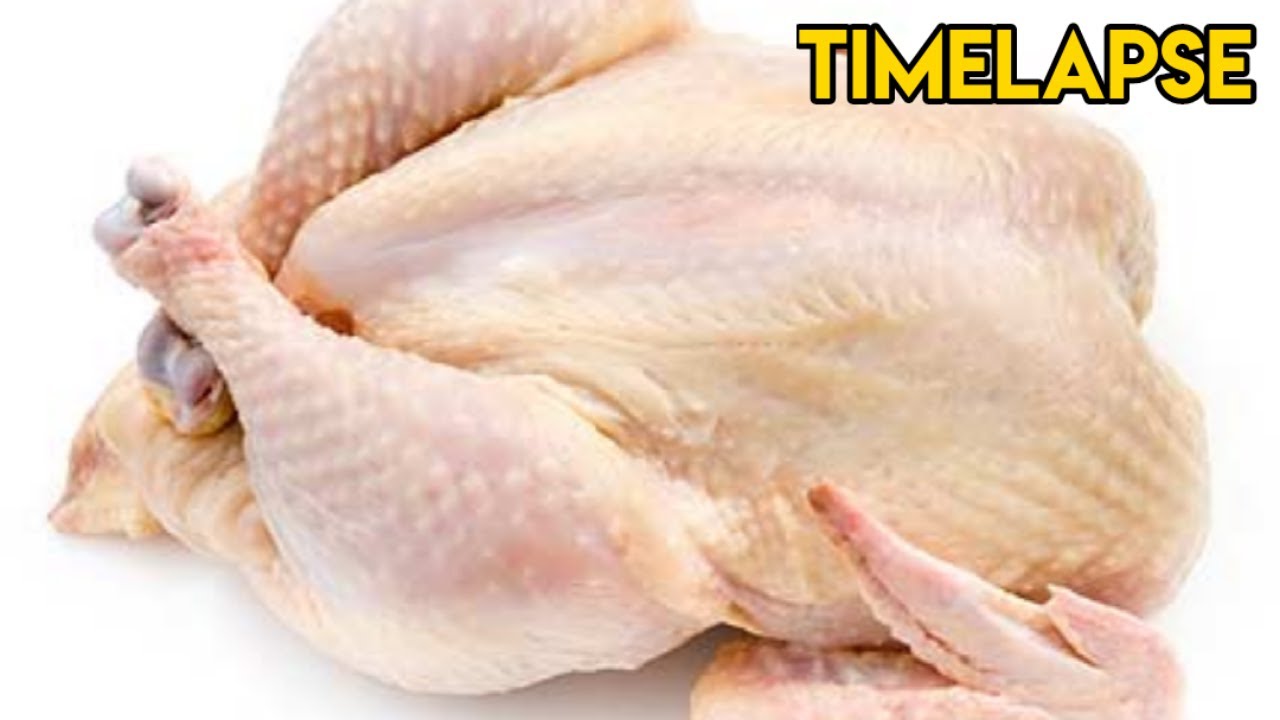 Rotting chicken timelapse || Chicken Time-lapse - YouTube