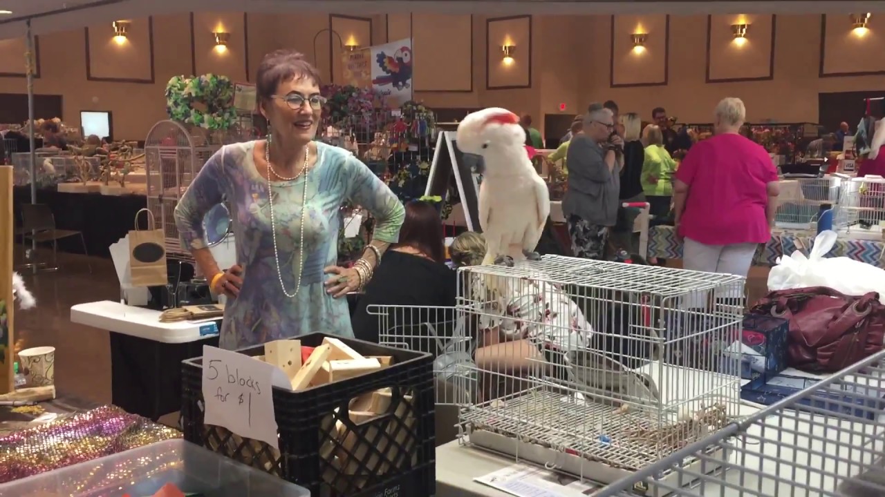 At the Gateway Parrot Club Bird Fair - YouTube