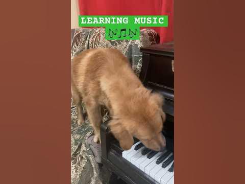 PIANO 🎶🎵 I Golden Retriever #goldensachi #dog #goldenretrieverpuppies # ...