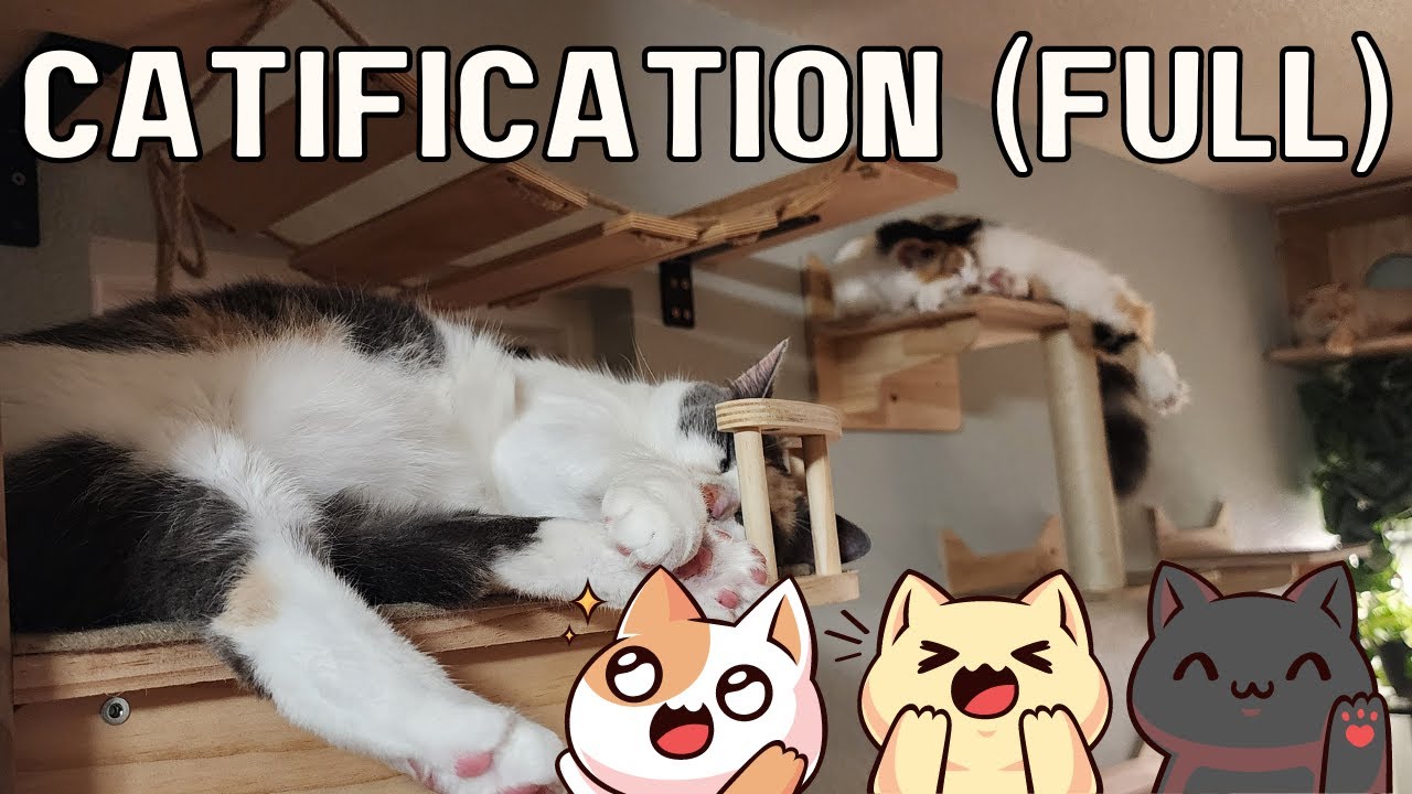 Catification Compilation: Everything We've Done So Far to Catify Our ...