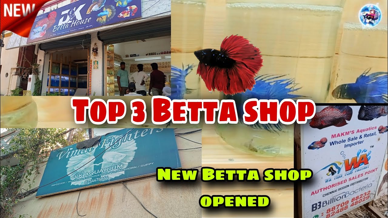 Top 3 betta shop in kolathur fish market / New betta shop opened in ...