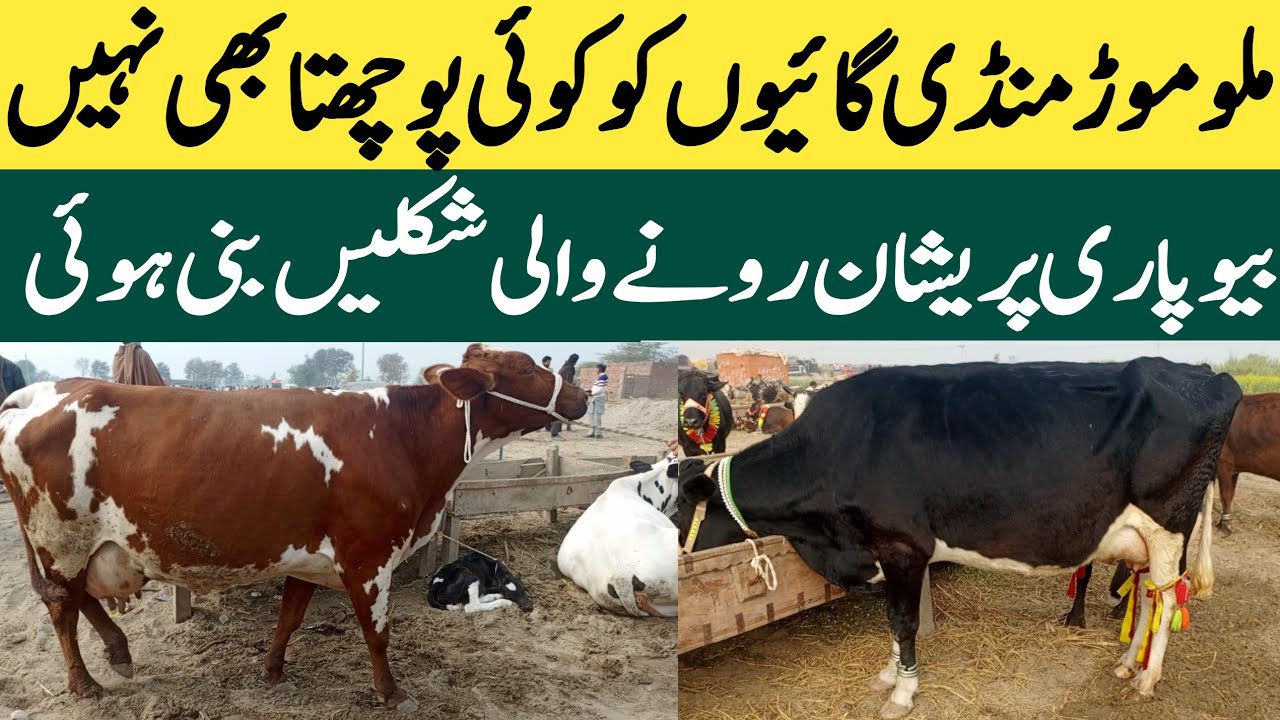 Today Malumor Mandi Jhang Update | Cows Fresh Rates Update | Cow Mandi ...