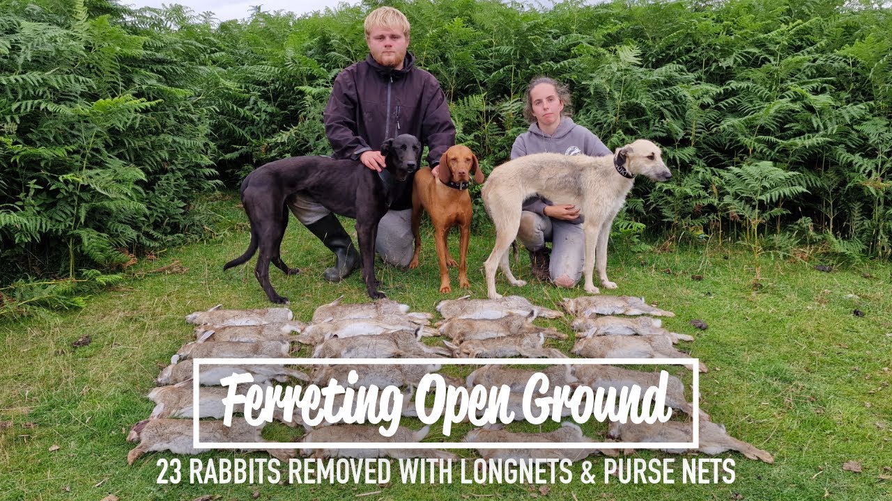 Ferreting Open Ground - 23 rabbits removed - YouTube
