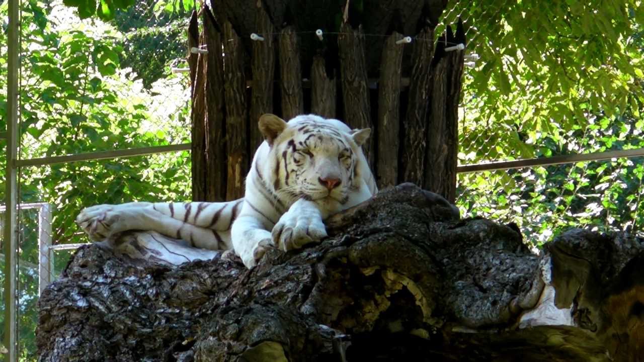 White Bengal tiger - Panthera tigris tigris - Beli bengalski tigar ...