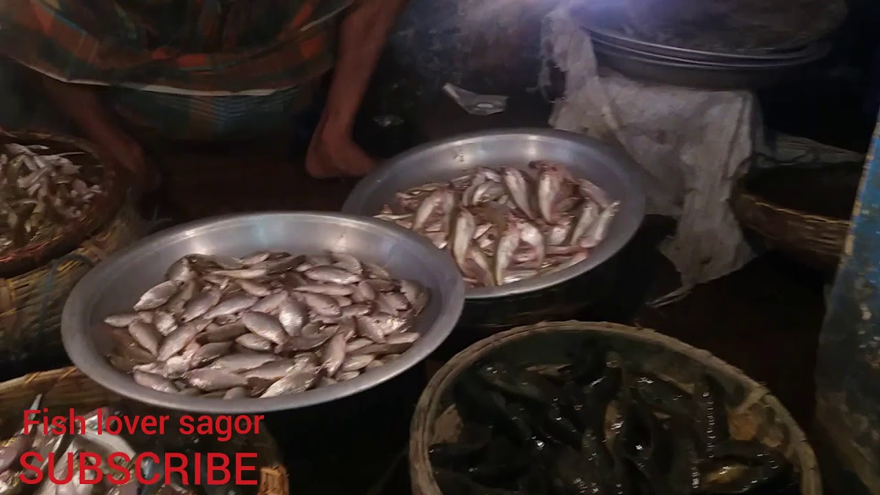 SMALL FISH amberkhana fish market in sylhet city - YouTube