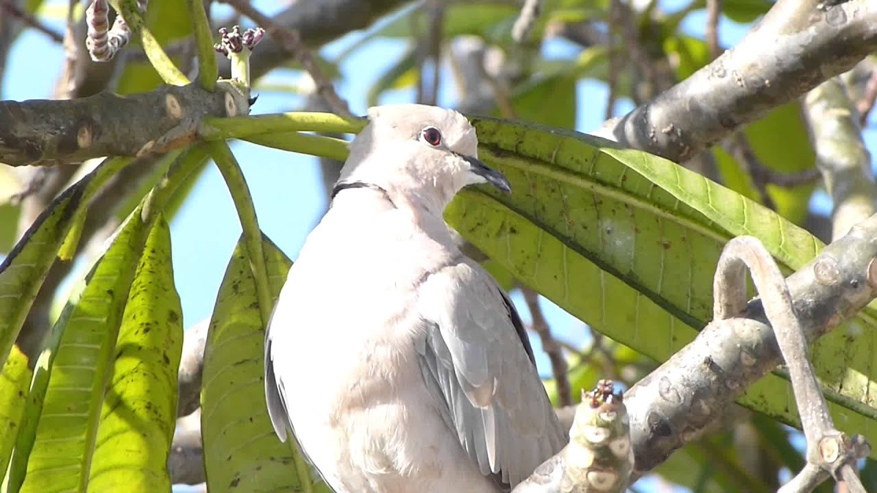 Paloma Collarina (Streptopelia risoria) Ring-necked Dove - YouTube