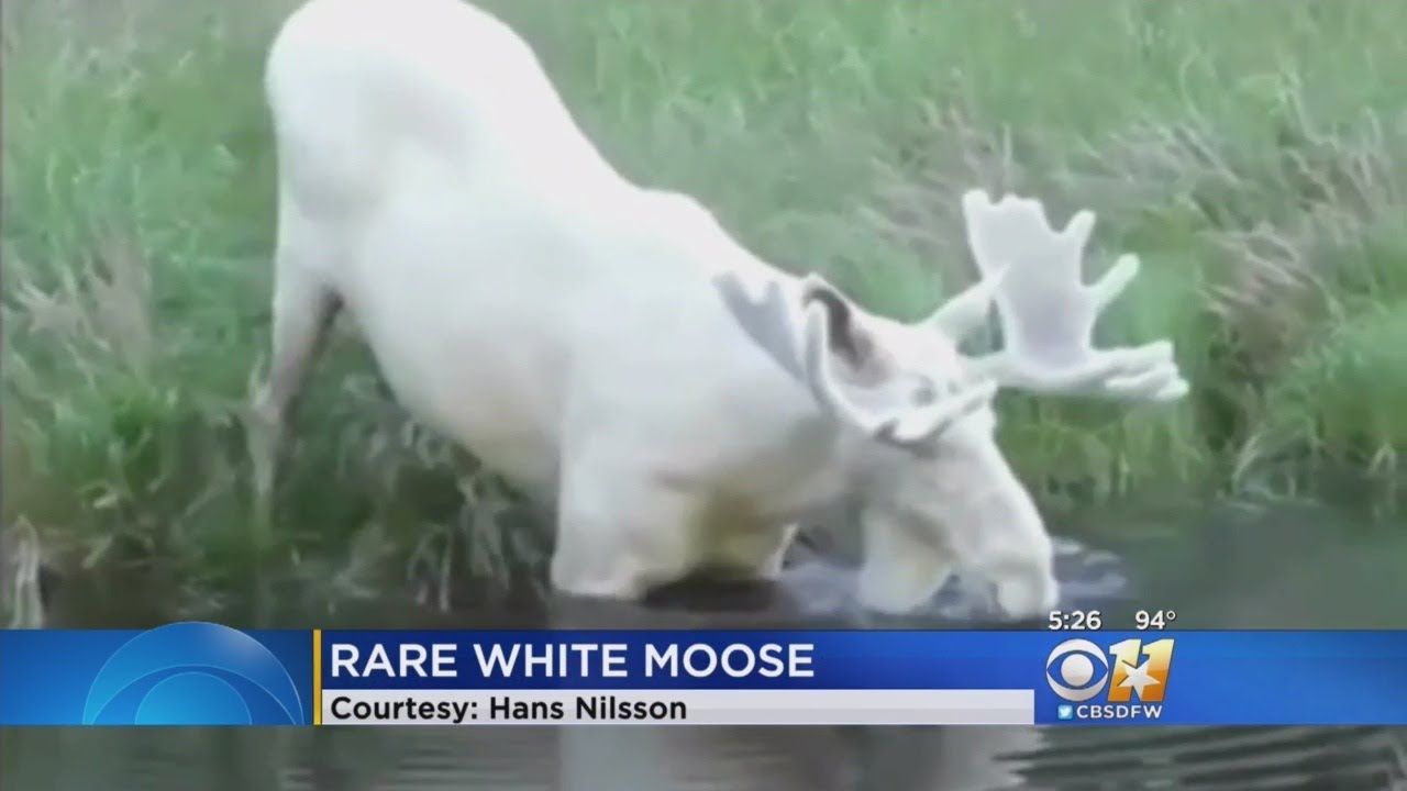 Rare White Moose - YouTube