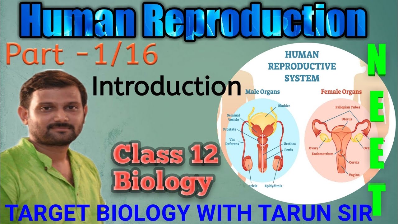 Human Reproduction | class - 12 biology | part 1( INTRODUCTION) | unit ...