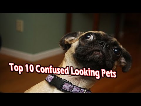 Top 10 confused looking pets - YouTube