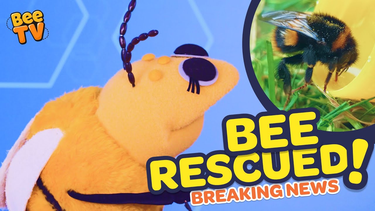 Brave Kid Saves Bee! Plus, the Big Buzz on Pollination & Honey | Nature ...