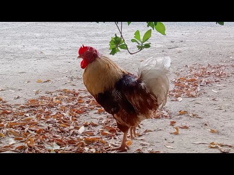 Very cute rooster and hens 🐔🐓 - YouTube