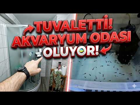 Tuvalet ve Banyodan Lepistes Üretim Odasına! | Büyük Plan ve Balıkların Son Durumu