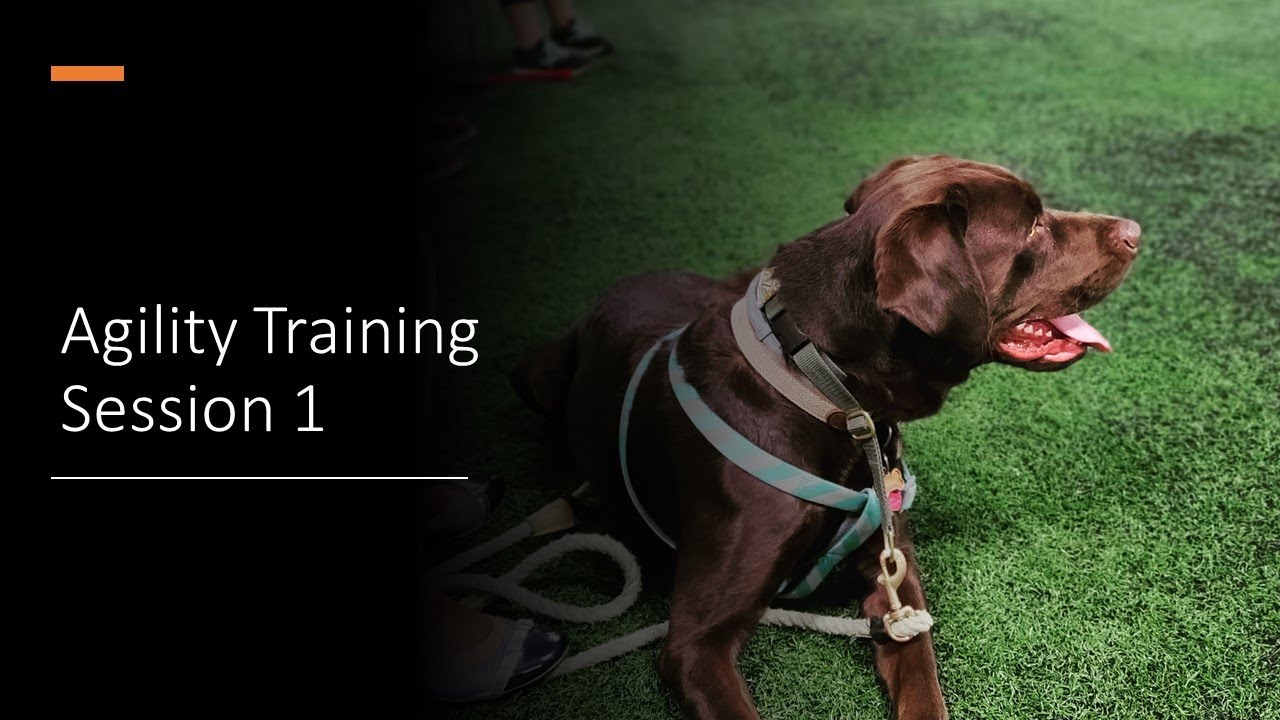 Chocolate Labrador-retriever first agility class | wobble board | foot ...
