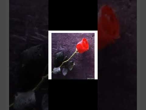 şehitler kervanı Bilal Metin