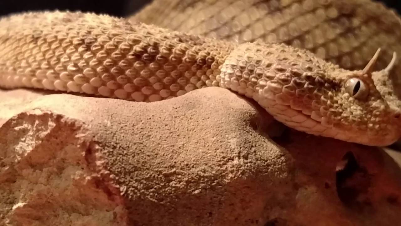 CLOSE UP OF DESERT HORNED VIPER! - YouTube