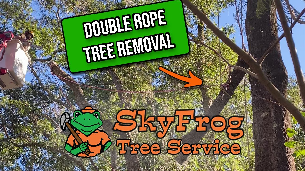 Two Rope Tree Takedown | SkyFrog Tree Service - YouTube