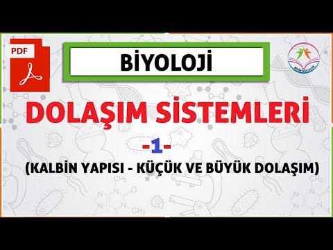 DOLAŞIM SİSTEMİ-1- (KALBİN YAPISI - KÜÇÜK VE BÜYÜK DOLAŞIM)