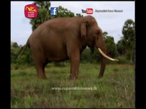 Galgamauwe Dala Puttuwa - දළ පූට්ටුවාගේ සිරුර සොයා ගිය මෙහෙයුම.. - YouTube