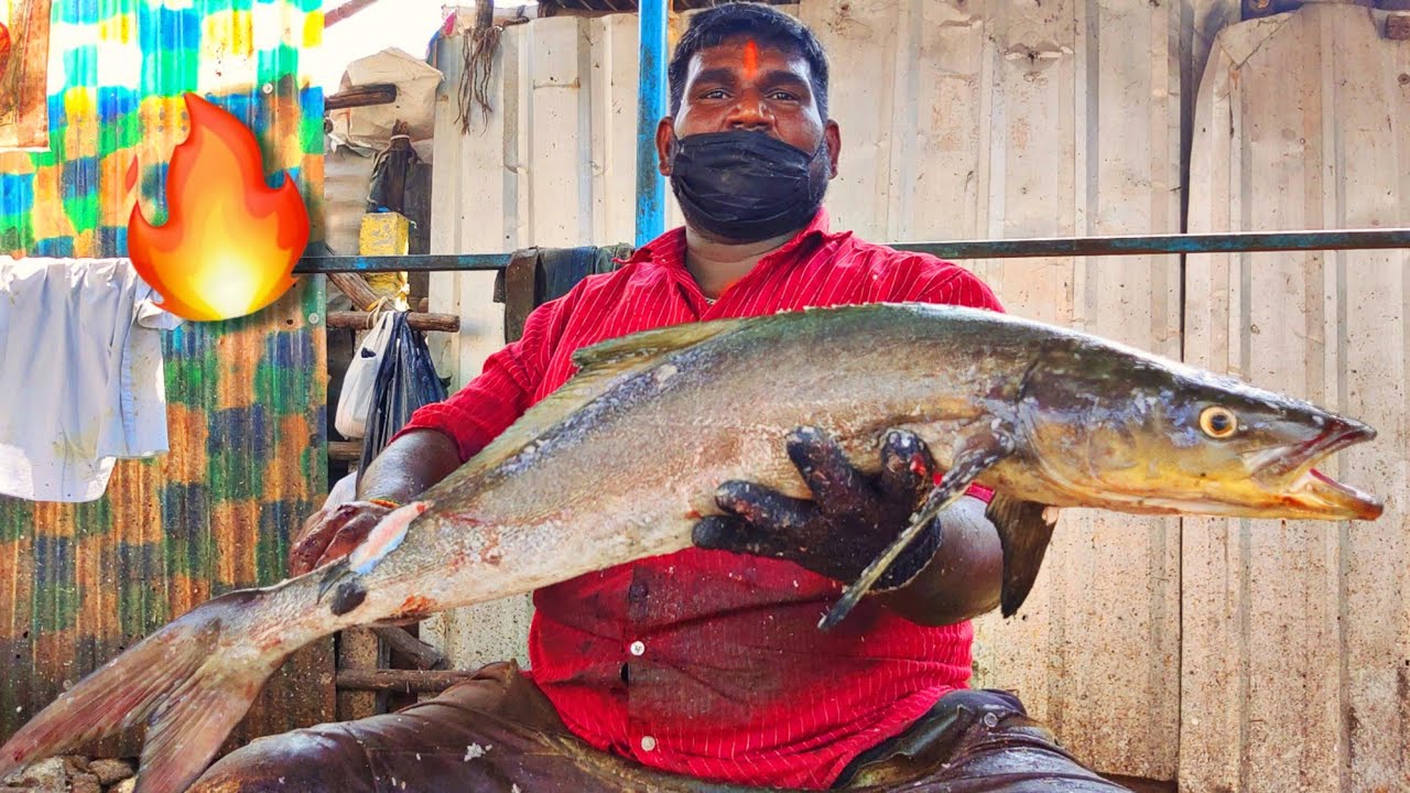 BIG COBIA(KADAVARA) FISH CUTTING💥| KASIMEDU GOVIND FISH CUTTING | FULL ...
