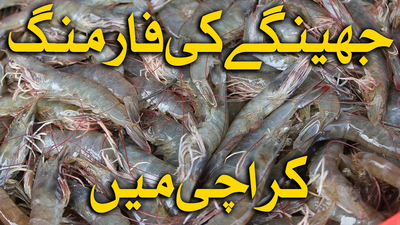As Sammak Farm Development in Biofloc For Shrimp Farming In Karachi ...
