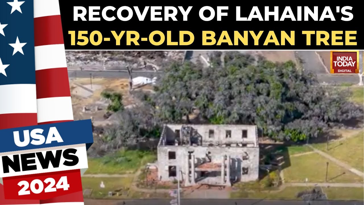 Lahaina's 150-Year-Old Banyan Tree Making A Comeback After Devastating ...