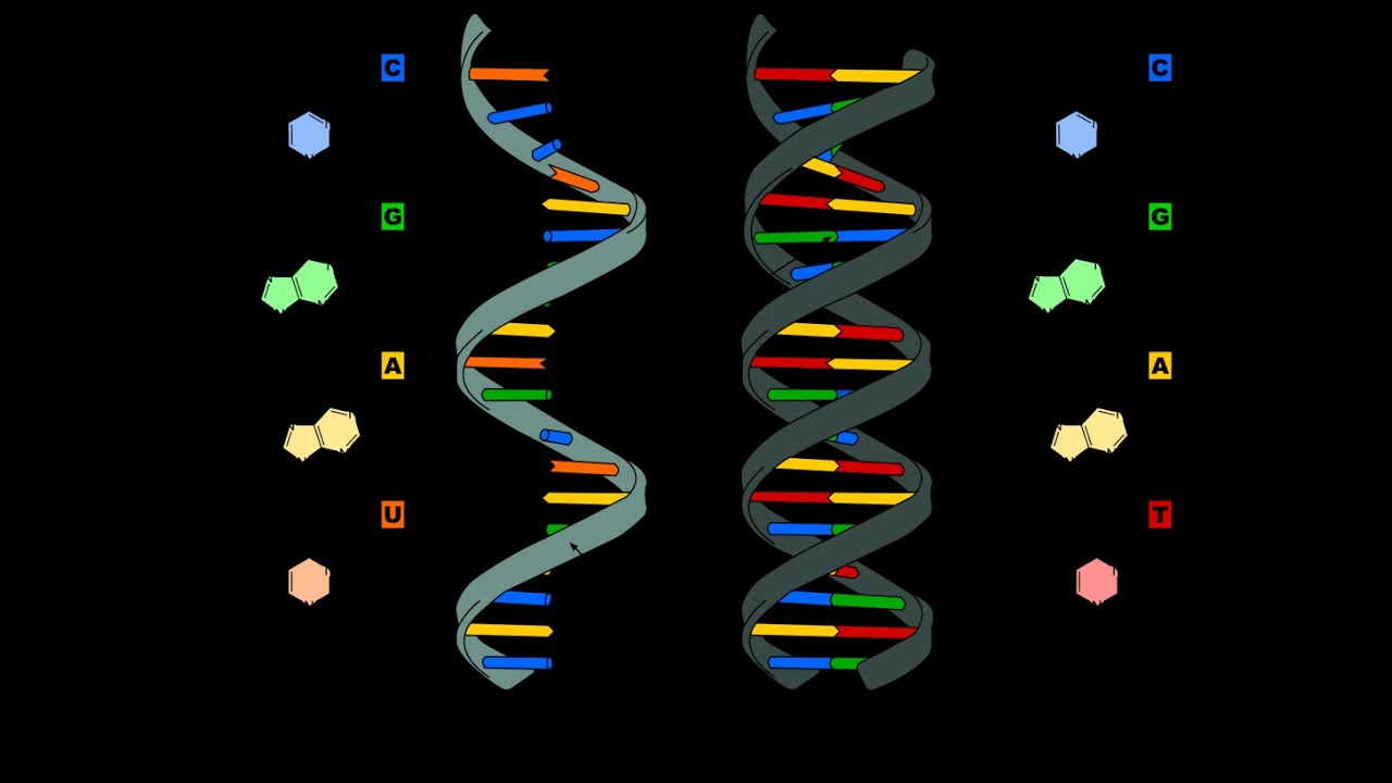 Function of S-CDK and M-CDK; S and G2 phase (Cell cycle Part 7) - YouTube