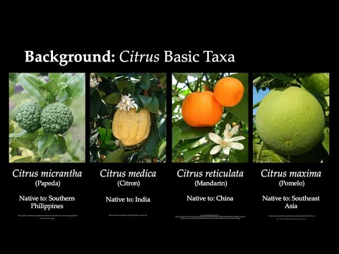 Are Limes Natural? The Surprising Origin of a Citrus Hybrid ...
