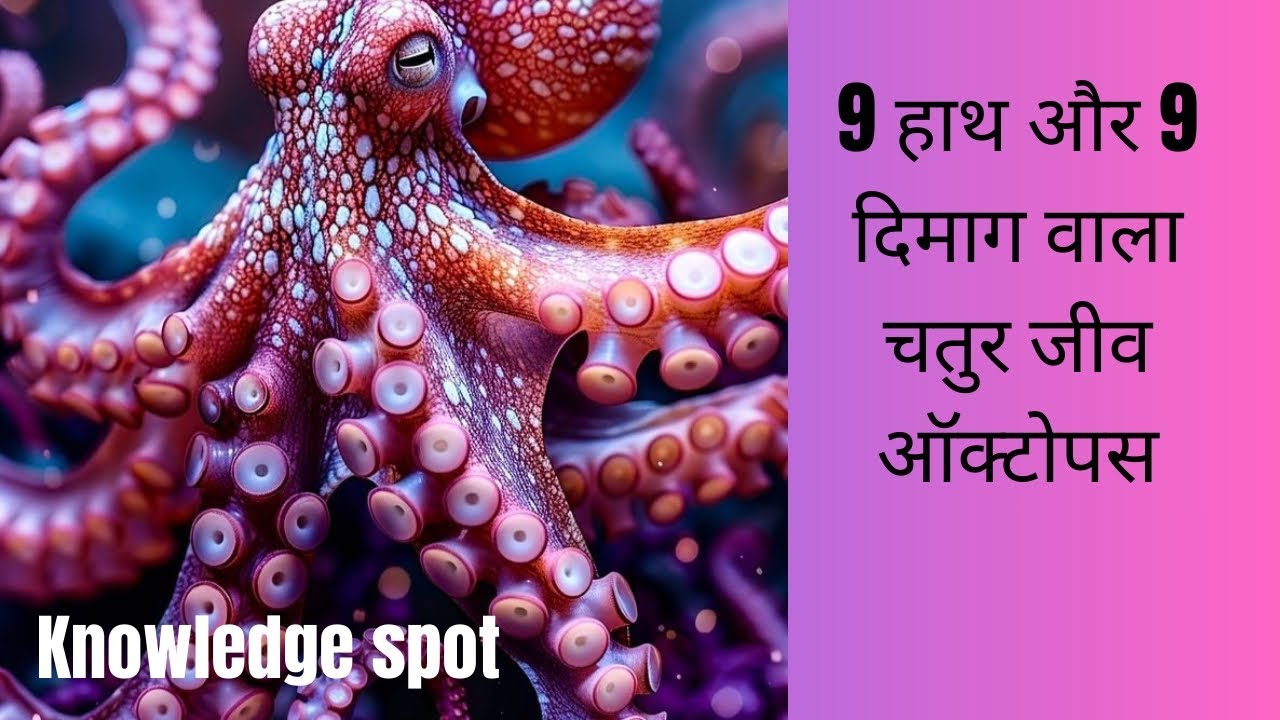 9 हाथ और 9 दिमाग वाला चतुर जीव Octopus @knowledge_spot - YouTube