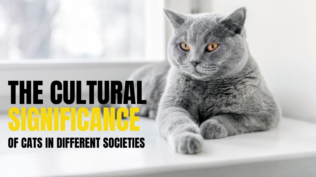 THE Cultural Significance of CATS in Different Societies - YouTube
