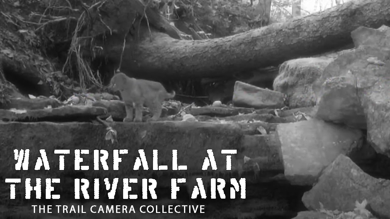 Waterfall Compilation | Gore Farm | Browning Recon Force Edge ...