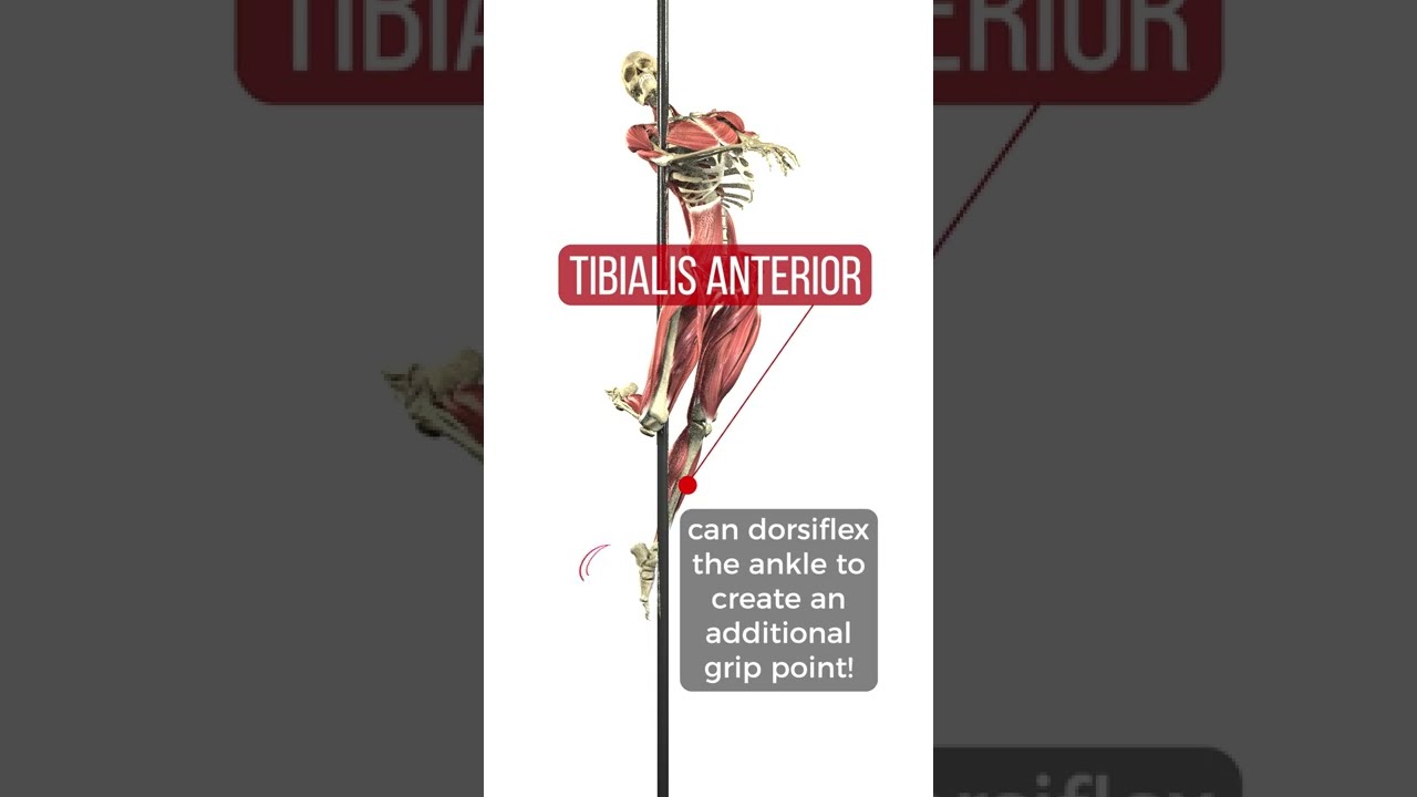 Pole Anatomy - Figurehead - YouTube