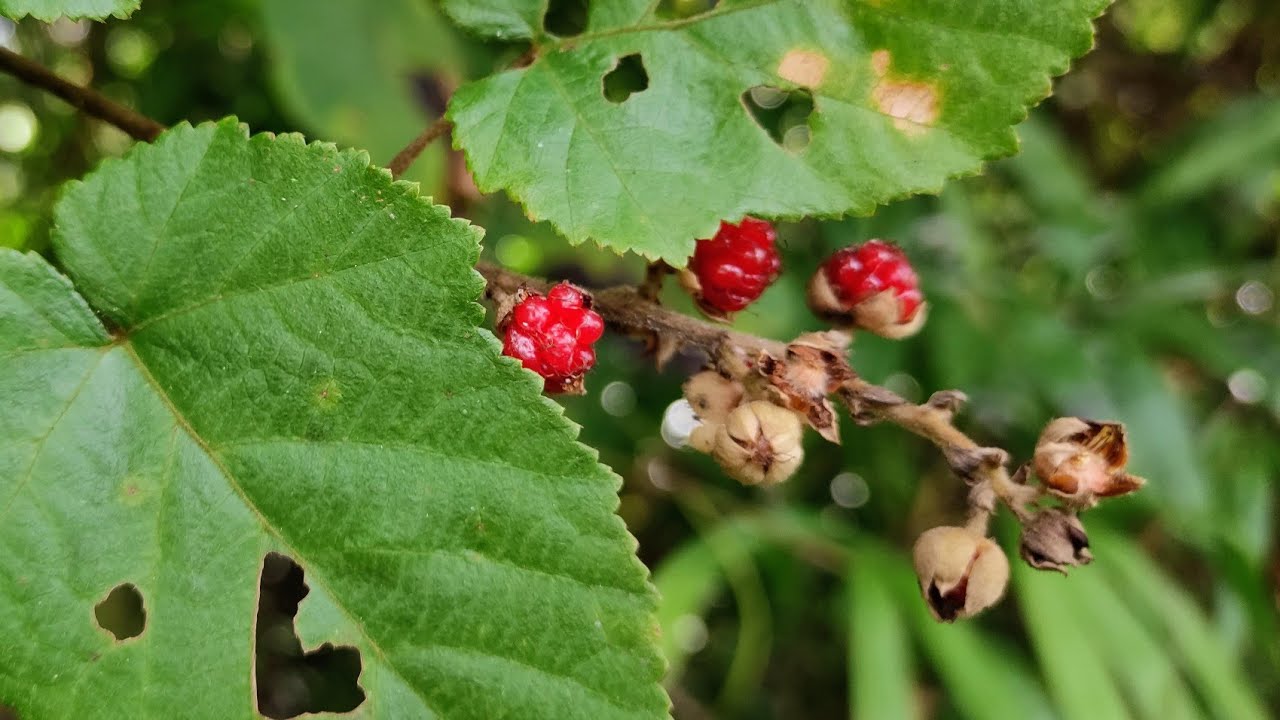 Rubus moluccanus, only common bramble in Borneo - YouTube