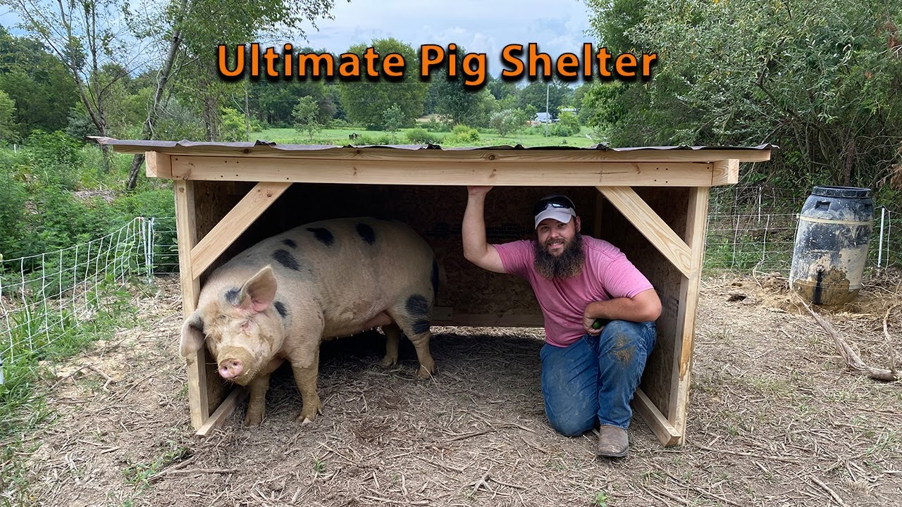 The ULTIMATE DIY Pig Shelter! - Ready For Piglets - YouTube
