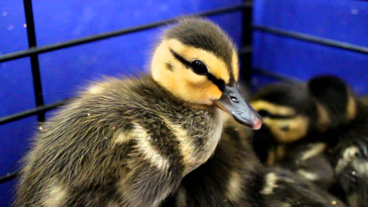 Nursery Time for Rescued Ducklings at Harvest Home Animal Sanctuary ...
