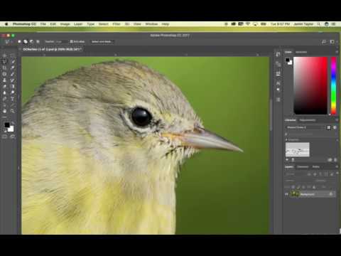 Bird Photography editing workflow - YouTube
