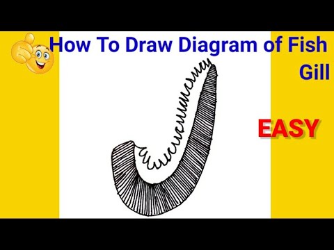 how to draw diagram of fish gills step by step for beginners ! | how to ...