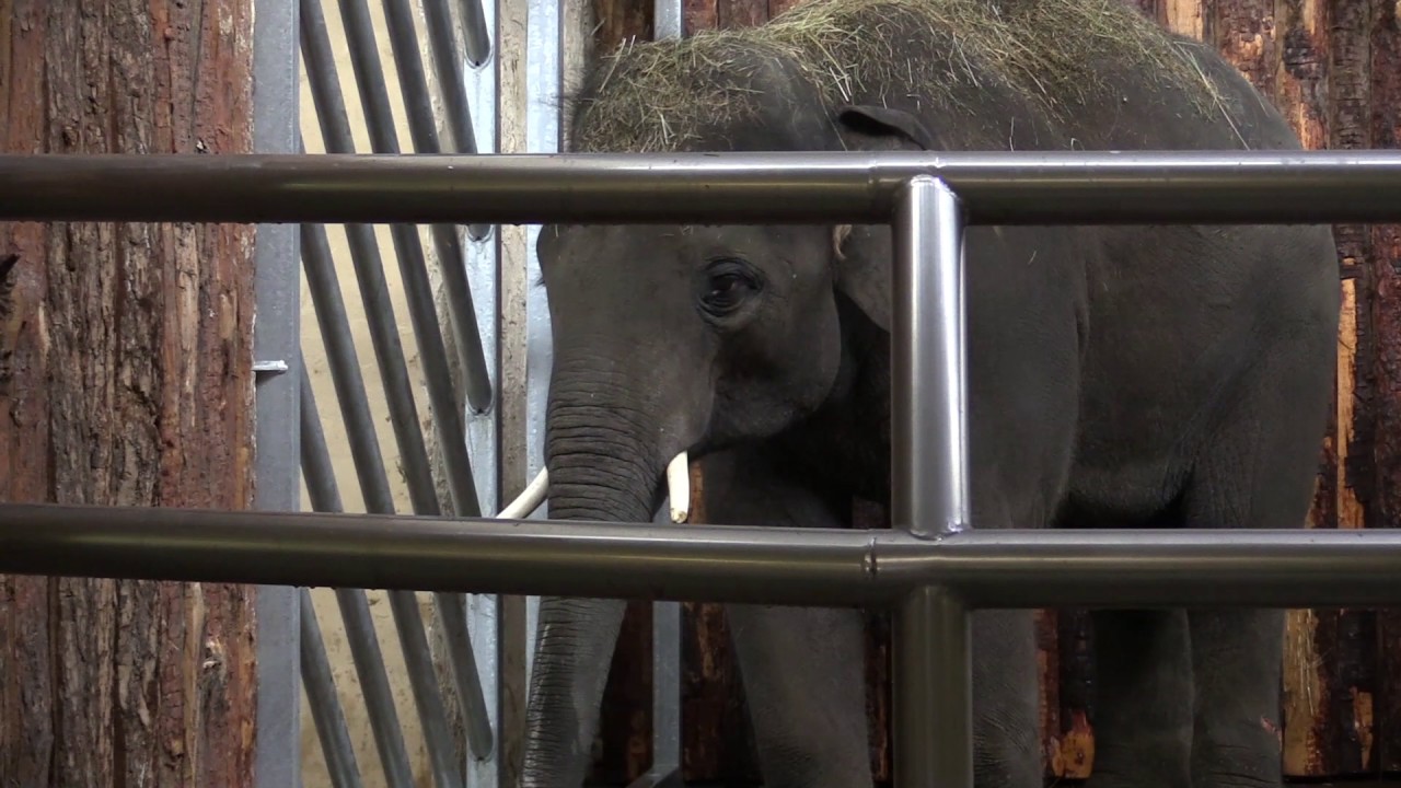 Słonie w śląskim ZOO - YouTube