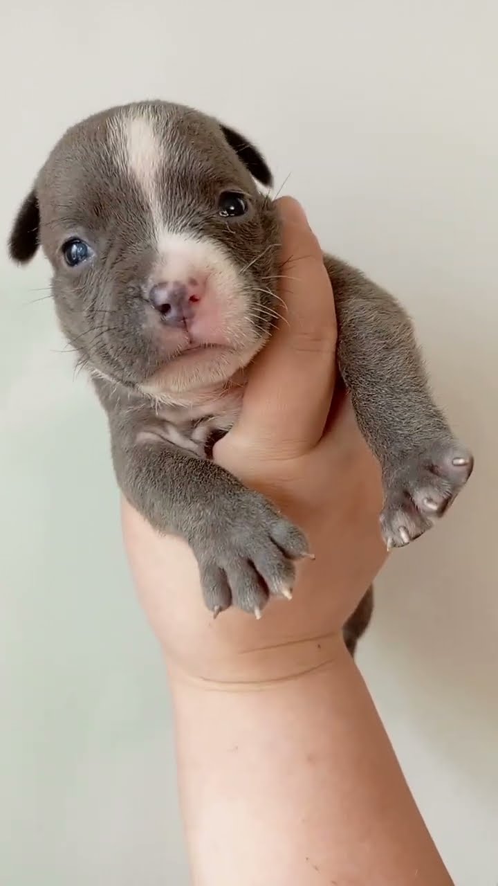 щенки булли американскийбулли Americanbully булли Ambully Youtube