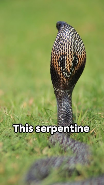 King Cobra- The elephant Slayer… - YouTube