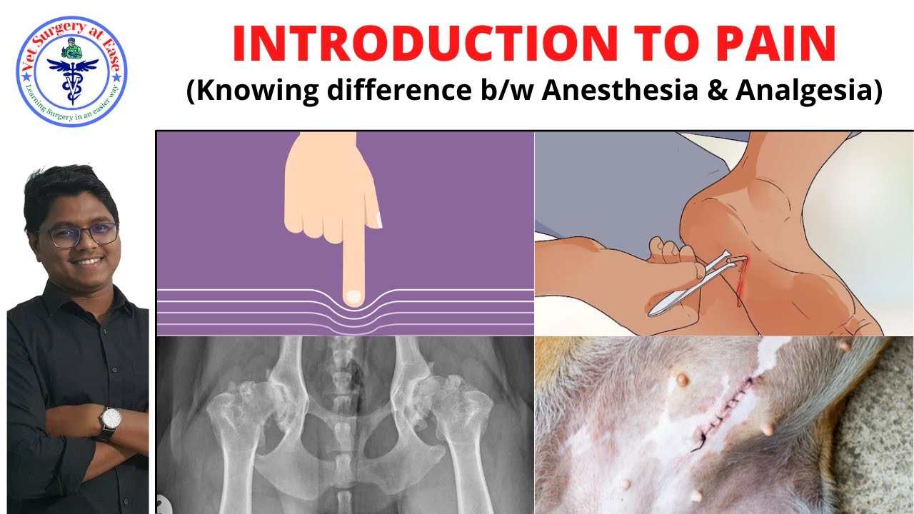 Introduction to Pain | Anesthesiology | Lecture 04 - YouTube