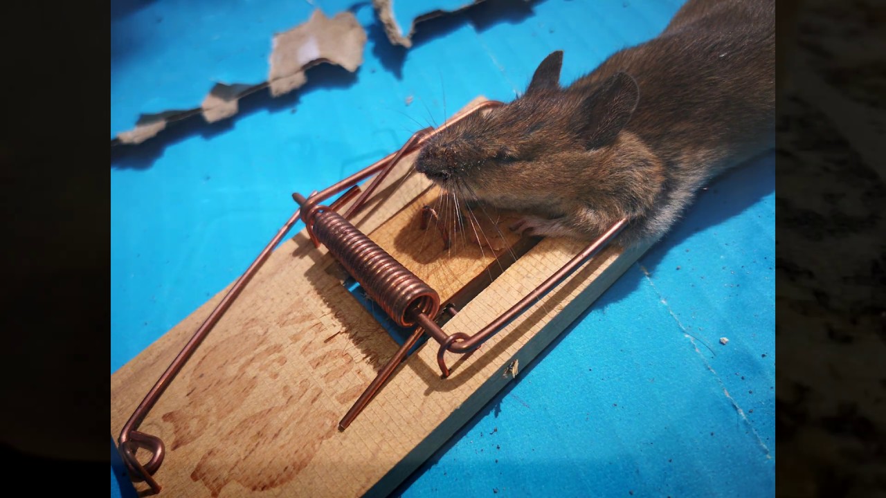 Muizen muizen, R.I.P. huis muizen, spits muizen, dode muizen - YouTube