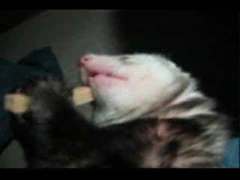 Ferret Eating a Treat - YouTube