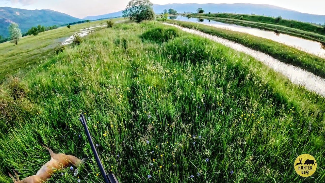 Lov srnjaka [ pirš ] + odstrel 🌲🦌🌲| Roebuck hunting - YouTube