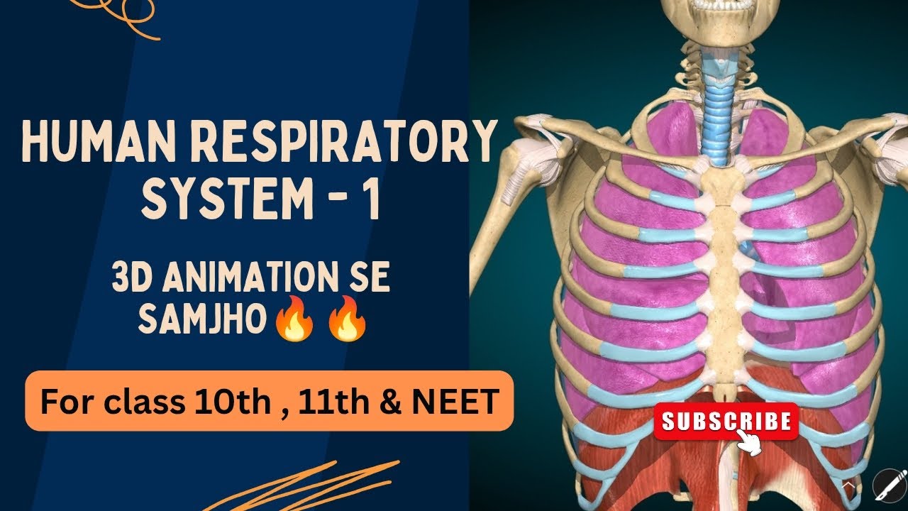 Human Respiratory system in 3d🔥🔥 || NEET || Class 11th || Class 10th ...