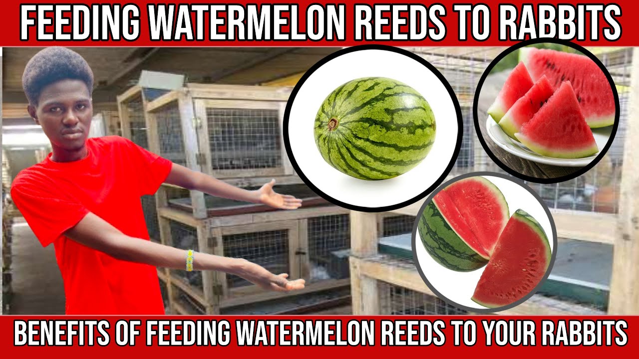 Feeding Watermelon Reeds To Rabbits #rabbitry #rabbit #animalhusbandry ...