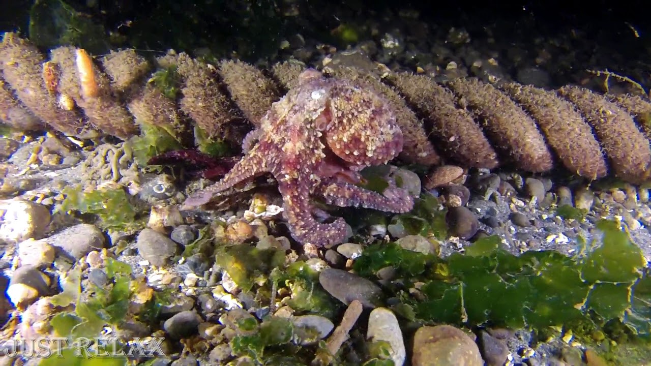 @JUST RELAX -45 || Octopus Swimming - YouTube