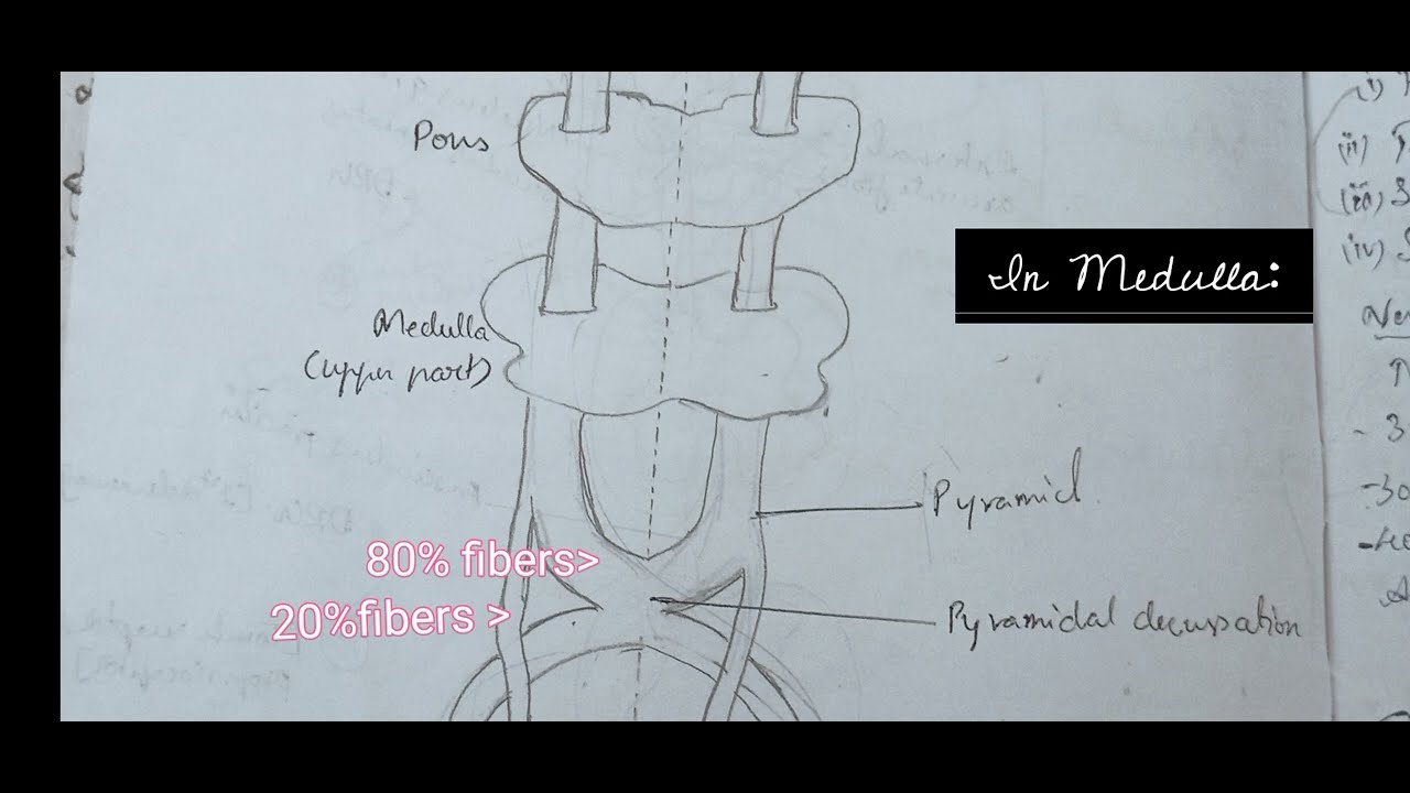 Pyramidal Tract | Corticospinal Tract Lesions , Funtions - YouTube