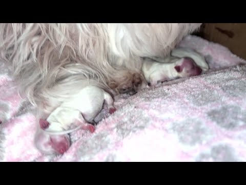 Cotonese Puppies! Coton De Tuleaur giving birth to beautiful, healthy ...