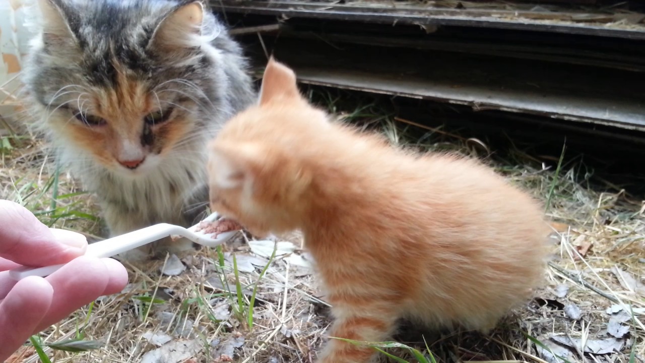 Cute Kittens Eating Fancy Feast - YouTube